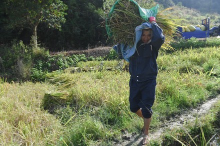 __COUNT__ China Fujian Minqing Harvest - 02 Oct 2020 Stock Pictures ...