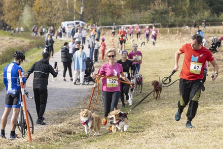 People Run Dogs During Annual Fast Editorial Stock Photo - Stock Image ...