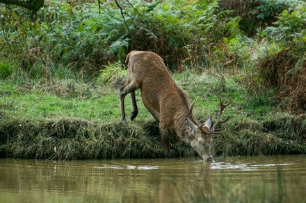 Young Buck Drinking Water Pond Richmond Editorial Stock Photo - Stock ...
