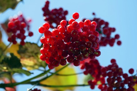Branch Snowball Tree Clusters Red Ripe Editorial Stock Photo - Stock ...