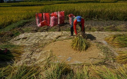 Nepalese Farmers Harvest Rice Crops Paddy Editorial Stock Photo - Stock ...