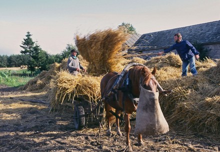 Farmers Loading Hay Editorial Stock Photo - Stock Image | Shutterstock