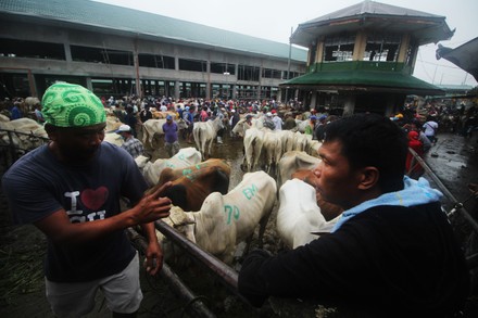 "Bakahan" in Batangas, Padre Garcia, Philippines - 09 Oct 2020 Stock ...