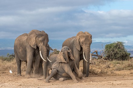 Baby Elephant Cuddles Mother She Lays Editorial Stock Photo - Stock ...