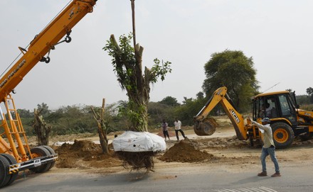 Tree Being Replanted After Removed Due Editorial Stock Photo - Stock ...