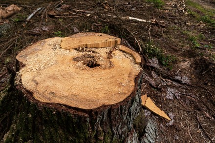 Logged Tree Stump Editorial Stock Photo - Stock Image | Shutterstock