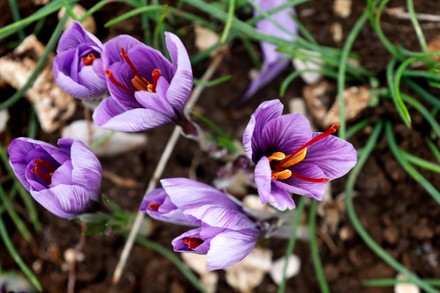 Saffron Flowers Bloom Saffron Field Le Editorial Stock Photo - Stock ...