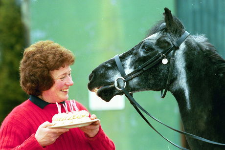 Sooty 4o Years Old Welsh Pony Editorial Stock Photo - Stock Image ...