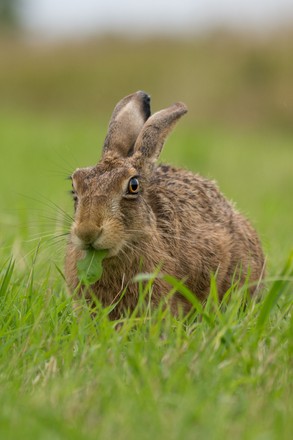 You What You Eat Hare Appears Editorial Stock Photo - Stock Image ...