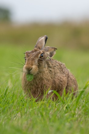 You What You Eat Hare Appears Editorial Stock Photo - Stock Image ...
