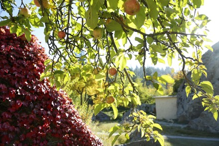 Apples Seen On Tree Skardu Pakistans Editorial Stock Photo - Stock ...
