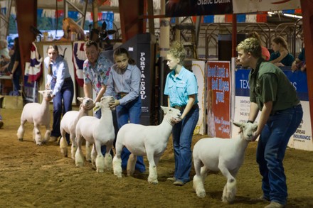 U.S. Texas Denton 2020 North Texas Fair and Rodeo - 22 Oct 2020 Stock ...