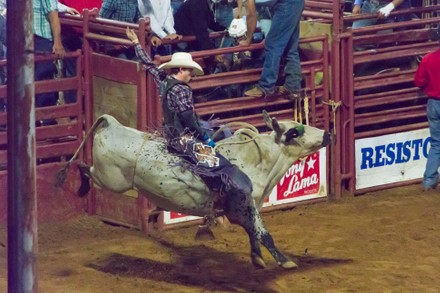 Cowboy Takes Part Rodeo Competition 2020 Editorial Stock Photo - Stock ...