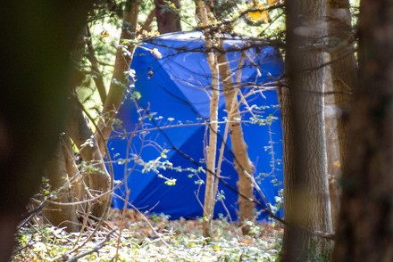 Forensic Tent Woodland Where Dead Woman Editorial Stock Photo - Stock ...