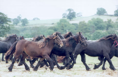 54 Ponies running Stock Pictures, Editorial Images and Stock Photos ...