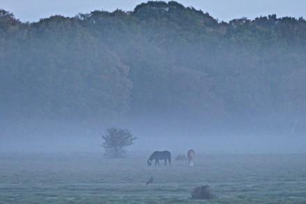 Seasonal weather, The New Forest, Hampshire, UK - 26 Oct 2020 Stock ...