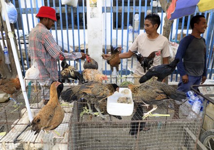 Live Chicken Vendor Serves Customer Market Editorial Stock Photo ...