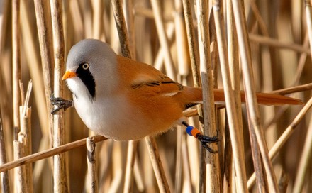 Agile Birds Doing Splits On Reed Editorial Stock Photo - Stock Image ...