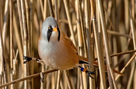 Agile Birds Doing Splits On Reed Editorial Stock Photo - Stock Image ...
