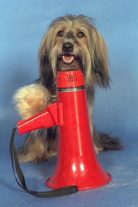 Pippin Junior Famous Television Commercial Dog Editorial Stock Photo ...