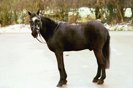 Sooty 4o Years Old Welsh Pony Editorial Stock Photo - Stock Image ...