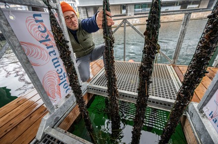 55 Mussel farming Stock Pictures, Editorial Images and Stock Photos ...