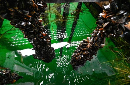 55 Mussel farming Stock Pictures, Editorial Images and Stock Photos ...