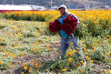 COPANDARO MEXICO - OCTOBER 28 FARMERS Editorial Stock Photo - Stock ...