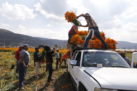 Copandaro Mexico October 28 Farmers Harvest Editorial Stock Photo ...
