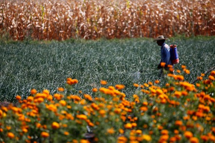 Copandaro Mexico October 28 Farmers Harvest Editorial Stock Photo ...