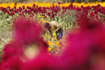 Copandaro Mexico October 28 Farmers Harvest Editorial Stock Photo ...
