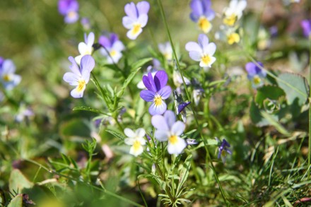 0730 Wild Pansy Viola Tricolor Beautiful Editorial Stock Photo - Stock ...