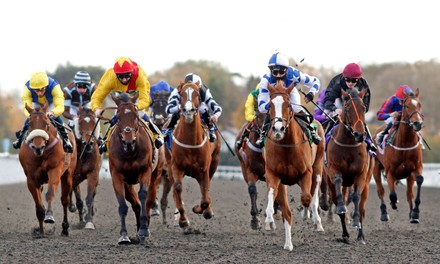 500 Mini horse Stock Pictures, Editorial Images and Stock Photos ...