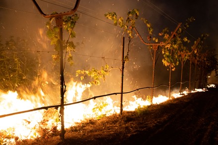 Glass Fire Burns On Vineyard Property Editorial Stock Photo - Stock ...