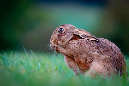 Oh No Hare Looks Shocked Holds Editorial Stock Photo - Stock Image ...