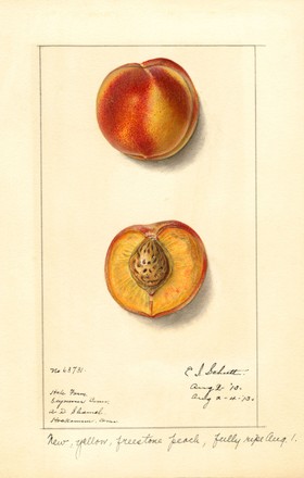 Peaches Freestone Variety Prunus Persica Seymour Editorial Stock Photo ...