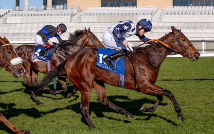 Curragh Racing, Curragh Racecourse, Co. Kildare - 06 Nov 2020 Stock ...