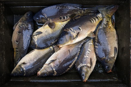 View Fresh Catch Polesie Fish Farm Editorial Stock Photo - Stock Image ...