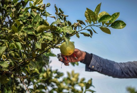 Farm Workers Pick Citrus Fruits Trees Editorial Stock Photo - Stock ...