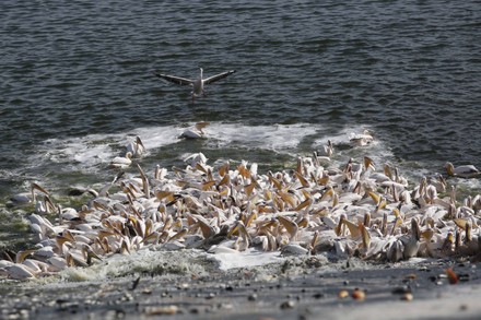 Great White Pelicans Seen Emek Hefer Editorial Stock Photo - Stock ...