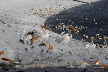 Great White Pelicans Seen Emek Hefer Editorial Stock Photo - Stock ...