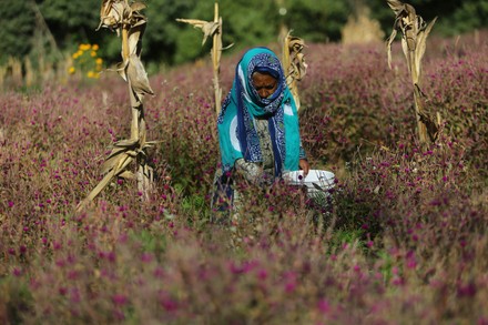 Woman Picks Globe Amaranth Flowers Before Editorial Stock Photo - Stock ...