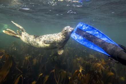 Diver Explores Seals Underwater World Discovers Editorial Stock Photo ...