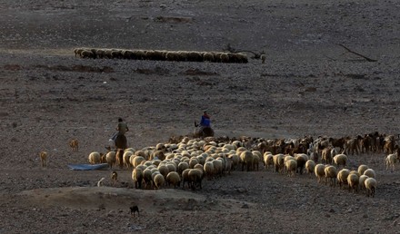 Palestinian Shepherd Herd Their Sheep Alauja Editorial Stock Photo ...