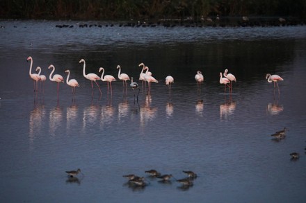Flock Migrating Greater Flamingo Seen Hula Editorial Stock Photo ...