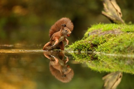 Red squirrels, Drunen, Netherlands - 11 Nov 2020 Stock Pictures ...