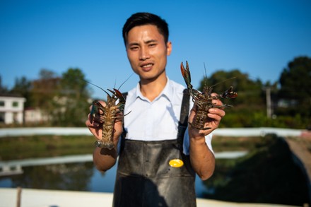 Breeder Shows Australian Red Claw Crayfish Editorial Stock Photo ...
