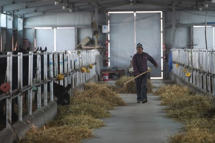 Villager Feeds Donkeys Donkey Breeding Base Editorial Stock Photo ...