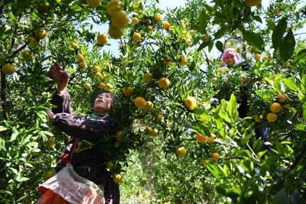 Villagers Pick Tangerines Mingxi Village Furong Editorial Stock Photo ...