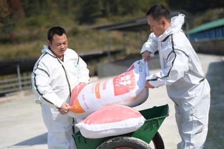 Village Officials Carry Bag Pig Feed Editorial Stock Photo - Stock ...